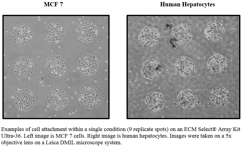 Advanced BioMatrix - ECM Select™ Array Kit Ultra-36 #5170
